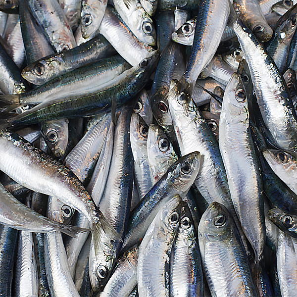 Sardines $7.99kg. - Strathpine Aussie Seafood House