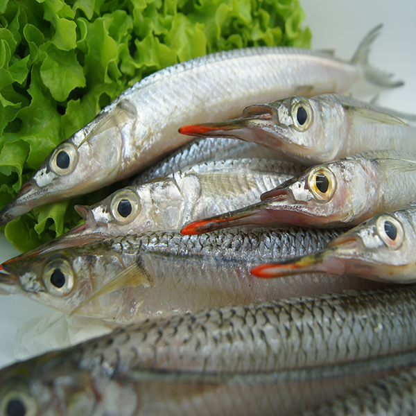 Garfish Fresh Wild Caught - Strathpine Aussie Seafood House