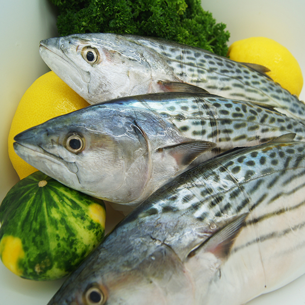 Bonito Watsons Leaping Fresh Wild Caught - Strathpine Aussie Seafood House