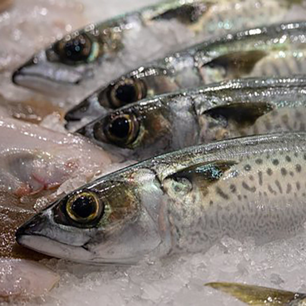 Mackerel Blue Wild Caught - Strathpine Aussie Seafood House