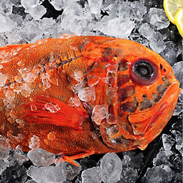 Orange Roughy Fresh - Strathpine Aussie Seafood House