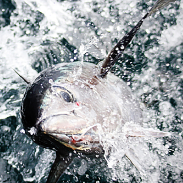 Tuna Steaks Fresh Wild Caught Queensland - Strathpine Aussie Seafood House