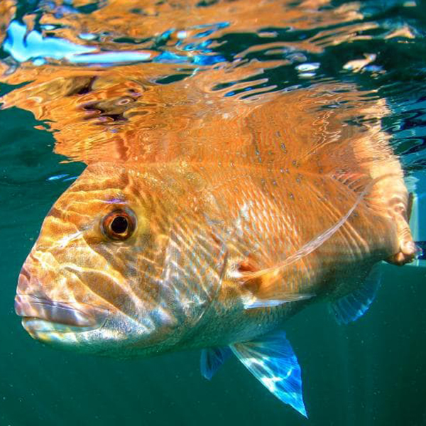 Snapper Fresh Wild Caught - Strathpine Aussie Seafood House