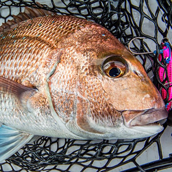 Snapper Fresh Wild Caught - Strathpine Aussie Seafood House