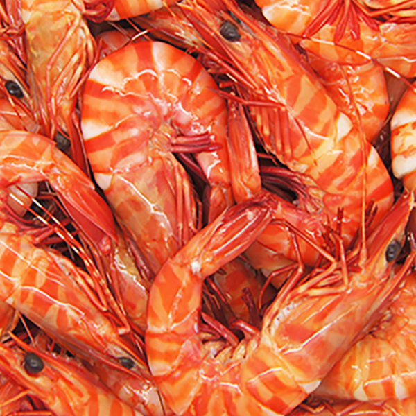 Fresh Queensland Tiger Prawns Large - Strathpine Aussie Seafood House