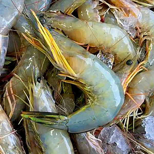 Fresh Wild Caught Queensland Prawn's & Crab's Archives - Strathpine ...