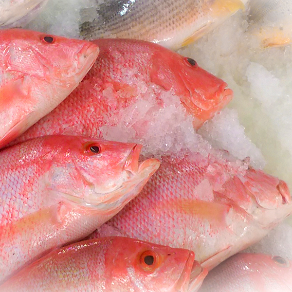 Queensland Fresh Red Snapper - Strathpine Aussie Seafood House