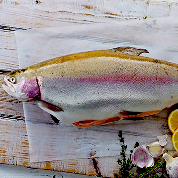 Ocean Trout Tasmanian Fresh - Strathpine Aussie Seafood House