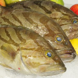 Cod Reef Wild Caught - Strathpine Aussie Seafood House