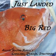 Red Emperor Fresh Wild Caught - Strathpine Aussie Seafood House